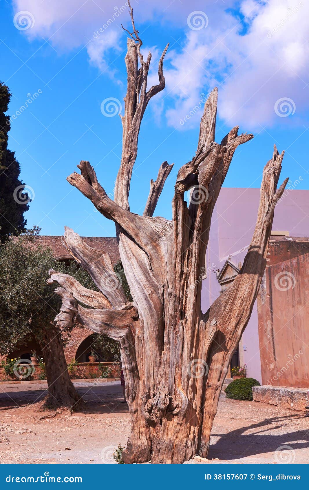 Dead Tree in Monastery Arkadi Stock Image - Image of symbol, courtyard ...
