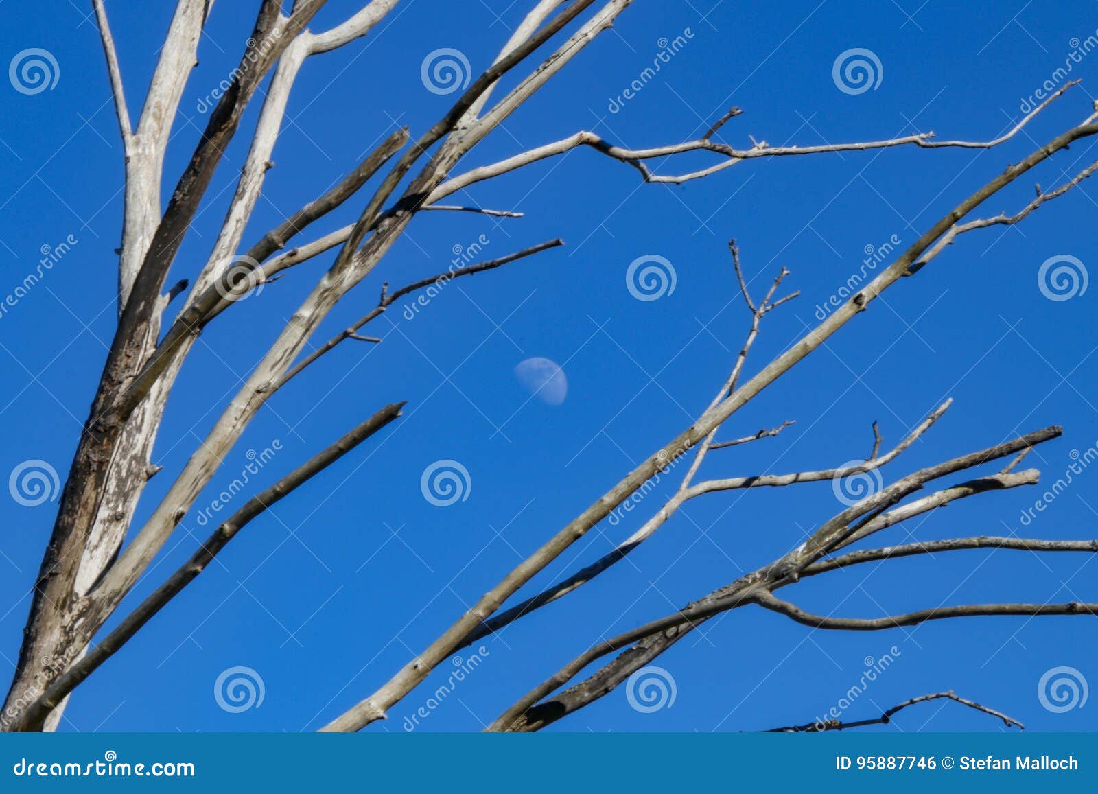 A Dead Tree with the Moon Behind Stock Photo - Image of environment ...