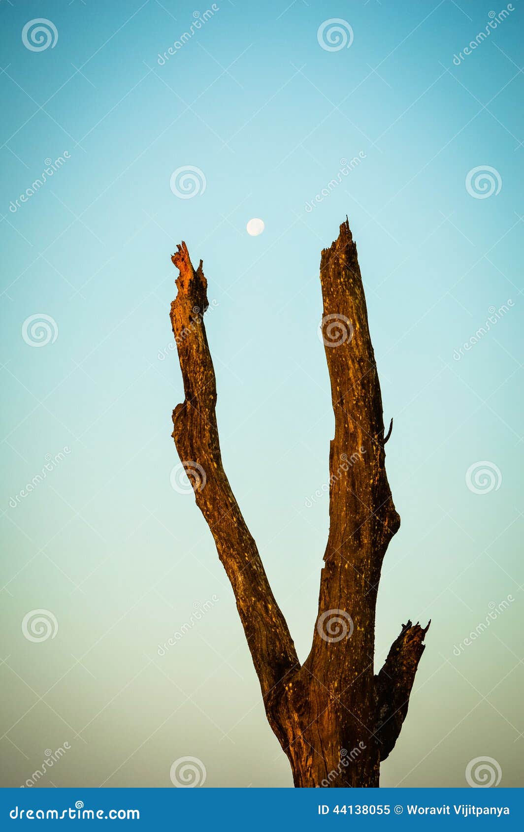 Dead Tree stock image. Image of tree, dead, climate, nature - 44138055