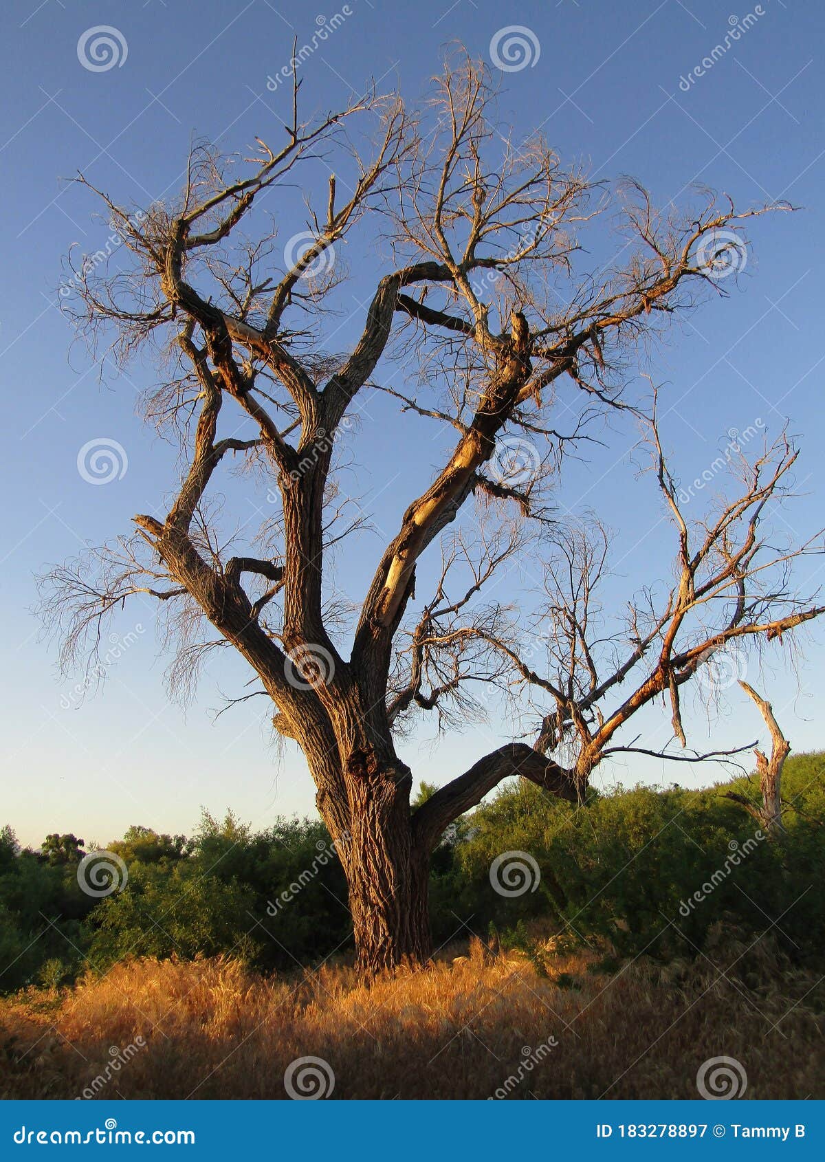 Dead Tree in the Morning Light Stock Image - Image of lonely ...