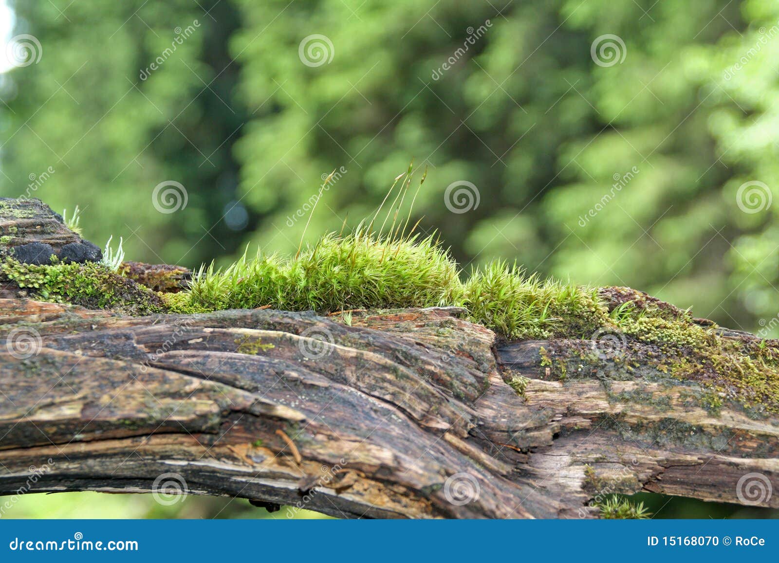 Dead tree with moss stock photo. Image of forest, dead - 15168070