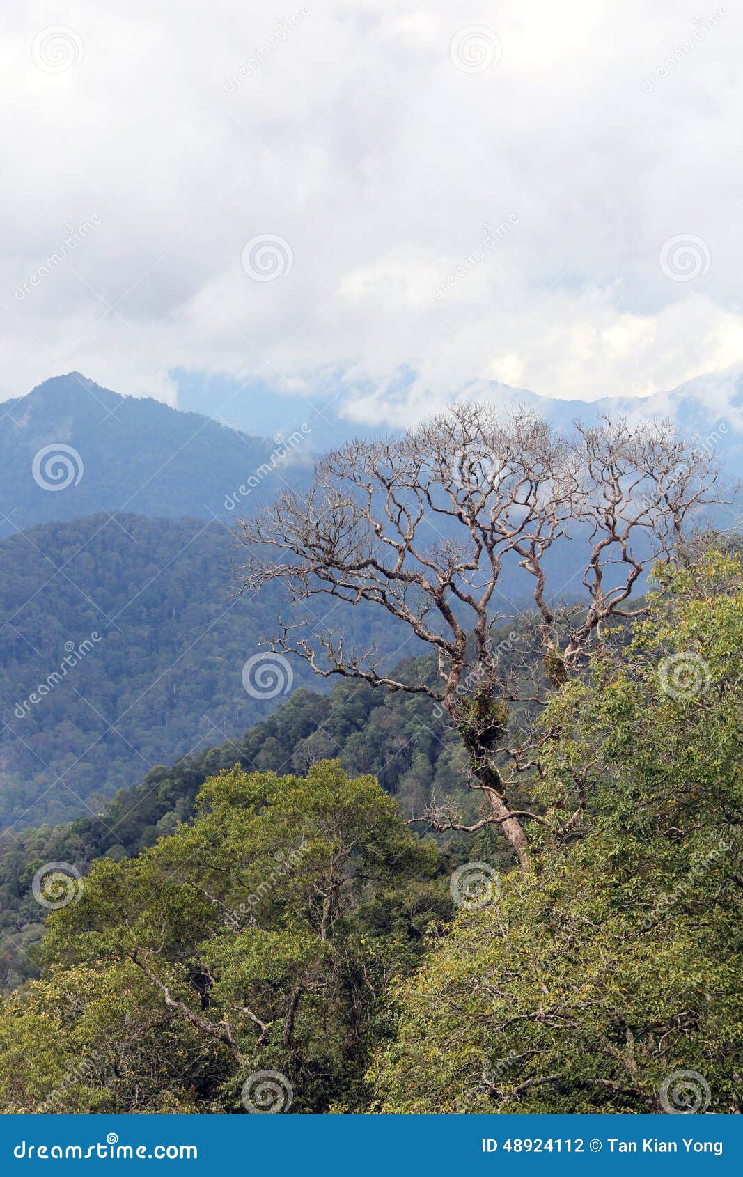 Dead Tree on Mountainous Rainforest Stock Photo - Image of death ...
