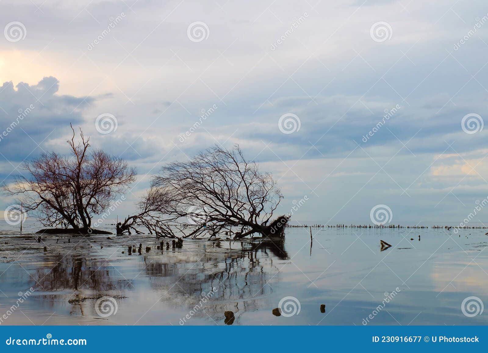 Dead tree in the mud stock image. Image of standing - 230916677