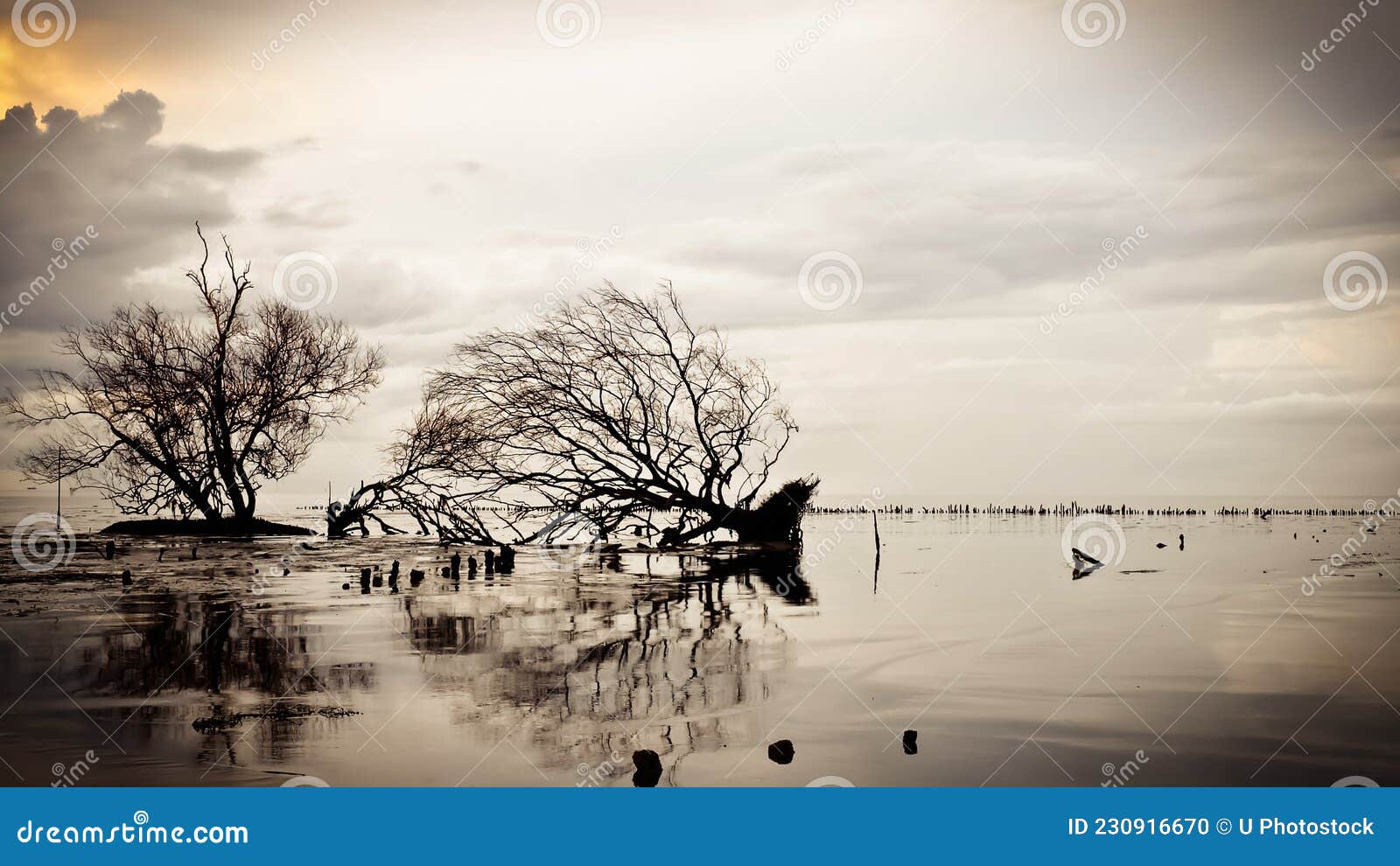 Dead tree in the mud stock photo. Image of sunrise, nature - 230916670