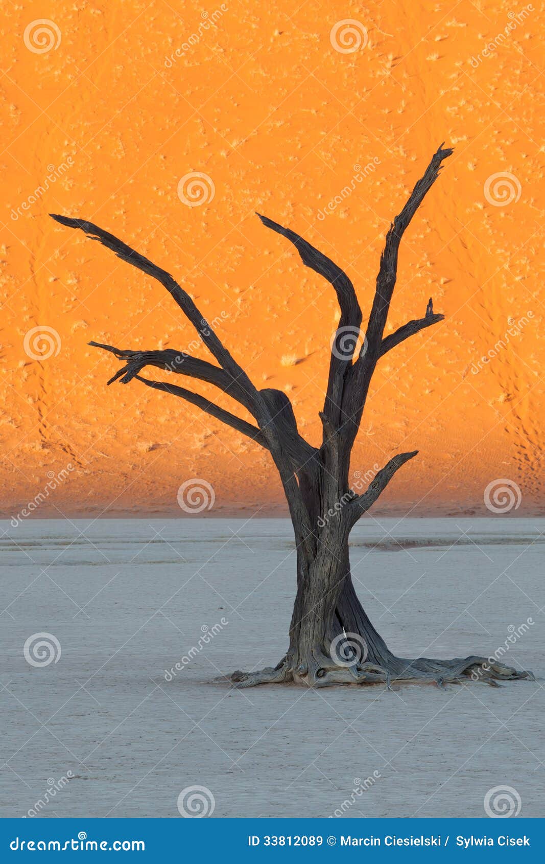 Dead tree in Namibia stock image. Image of africa, waterless - 33812089