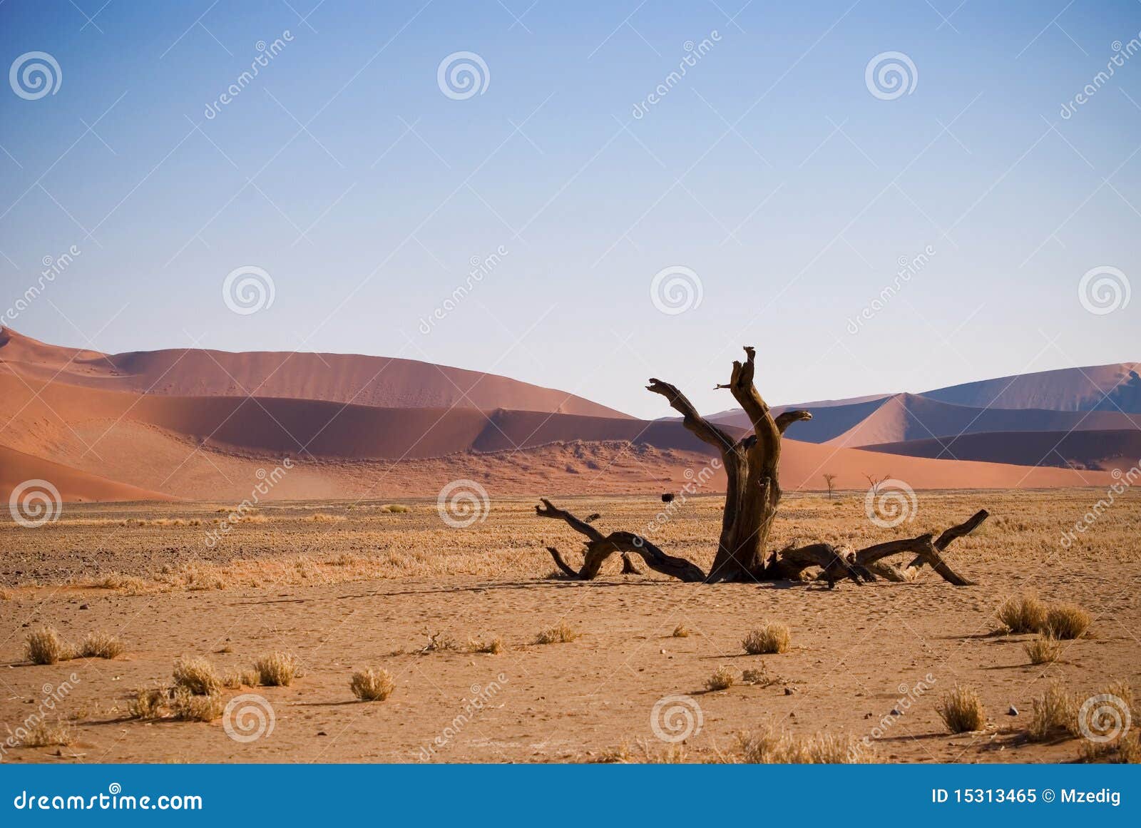 Dead Tree in Namibian Desert Stock Image - Image of arid, african: 15313465