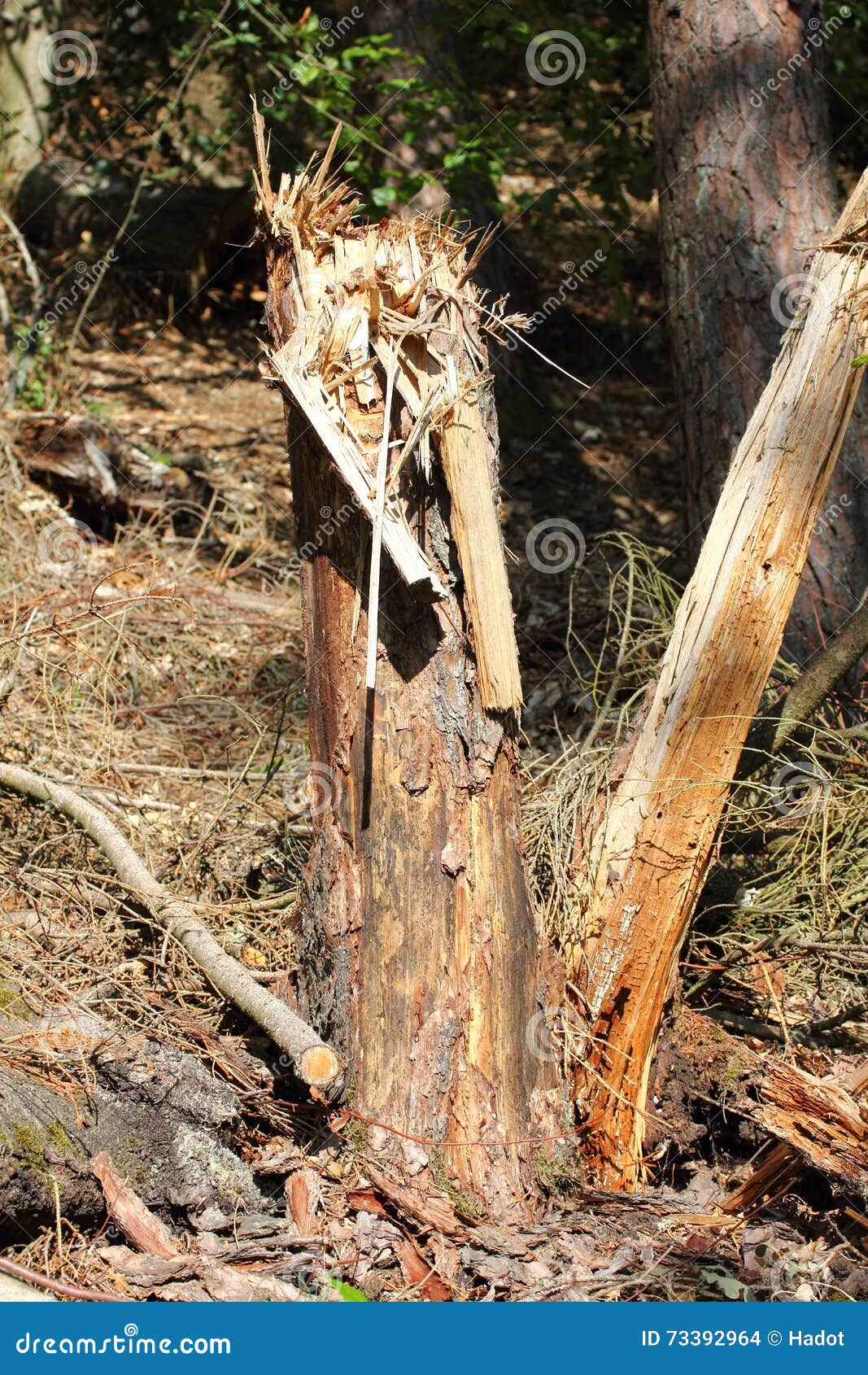 Dead tree stock photo. Image of natural, drought, forests - 73392964