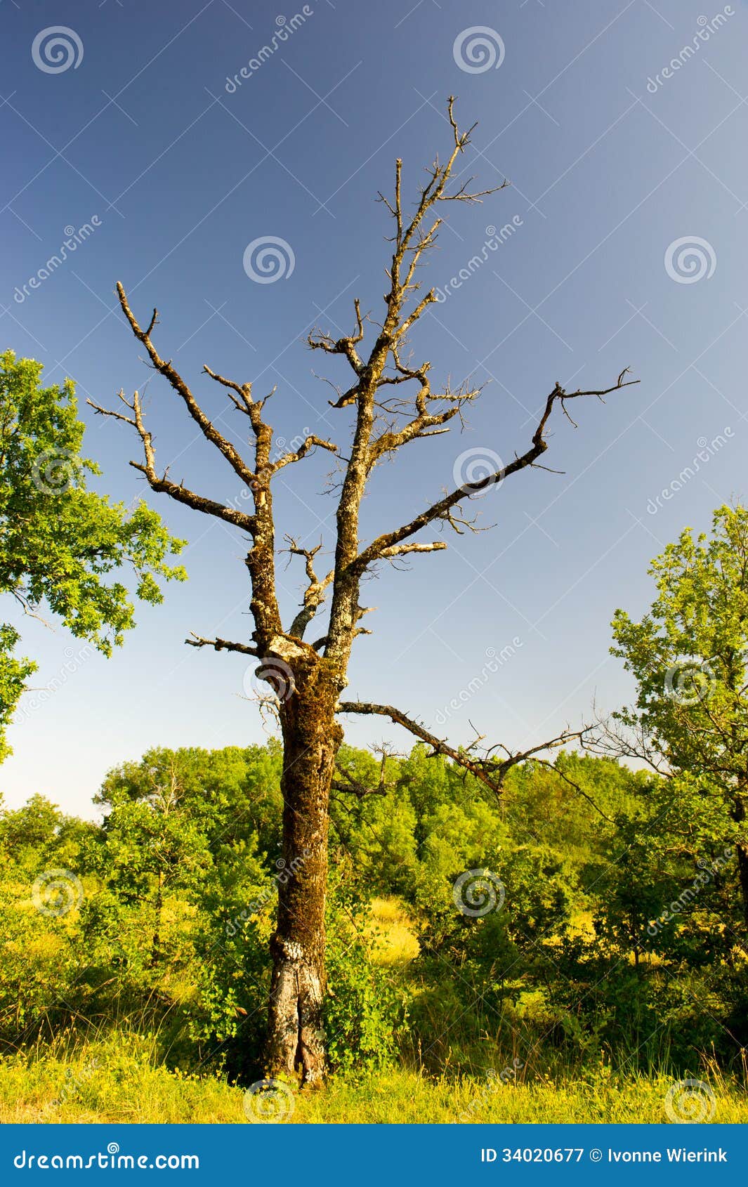 Dead tree stock image. Image of dead, france, landscape - 34020677