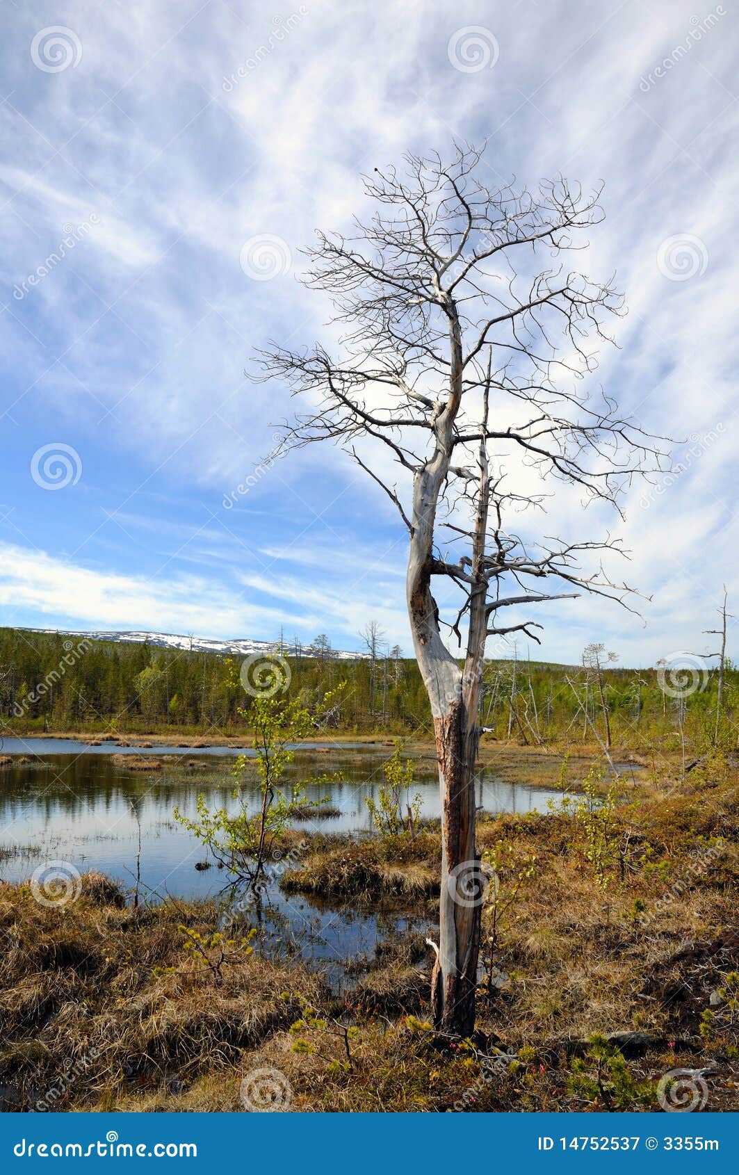 Dead tree near bog stock image. Image of wilderness, snag - 14752537