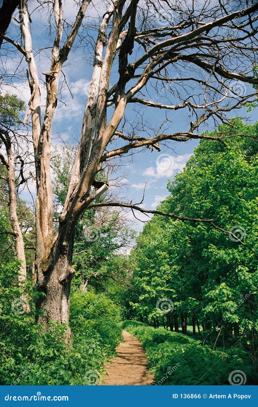 Dead tree near path stock photo. Image of bright, natural - 136866
