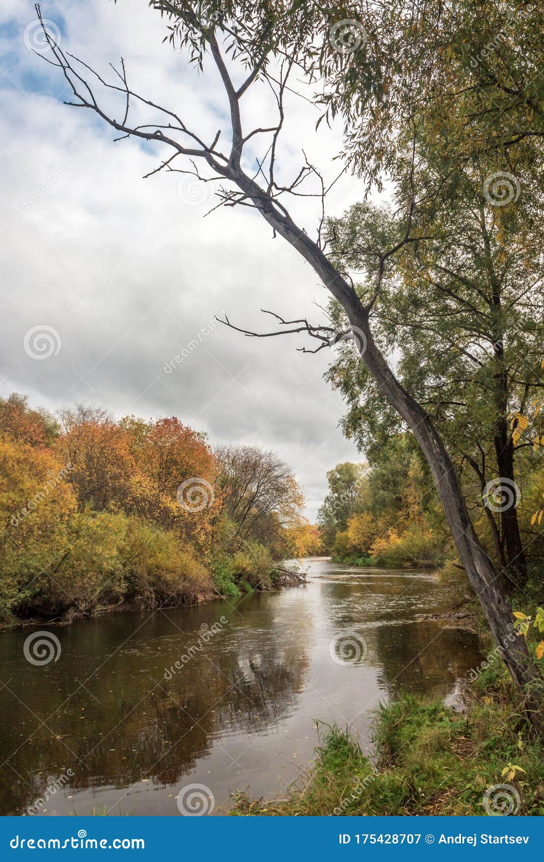 Dead Tree on the River in Autumn Stock Image - Image of river ...