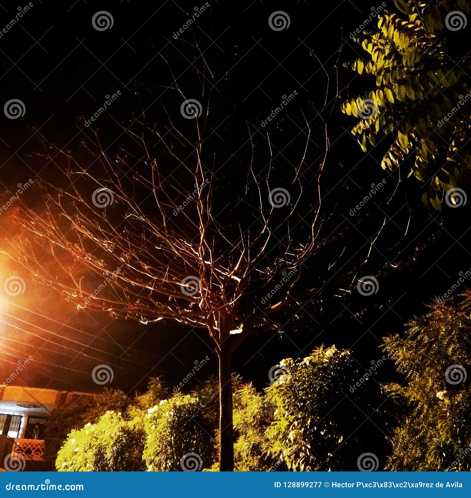 Dead tree at night stock image. Image of dead, tree - 128899277