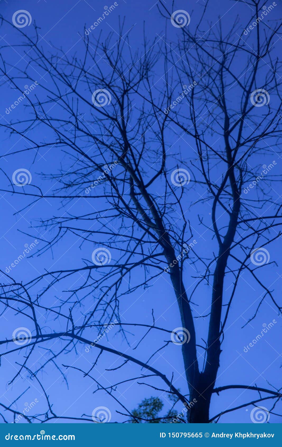 Dead tree in the night sky stock image. Image of bough - 150795665