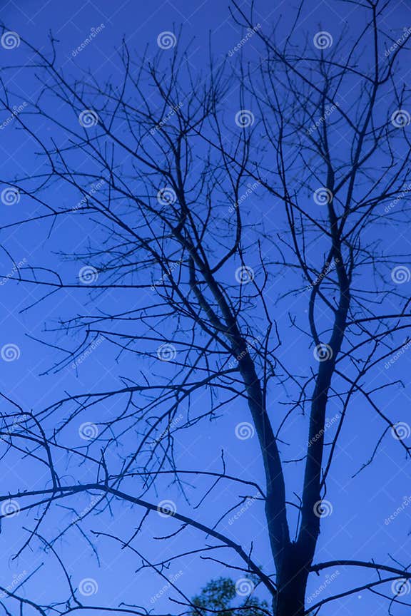 Dead tree in the night sky stock image. Image of bough - 150795665