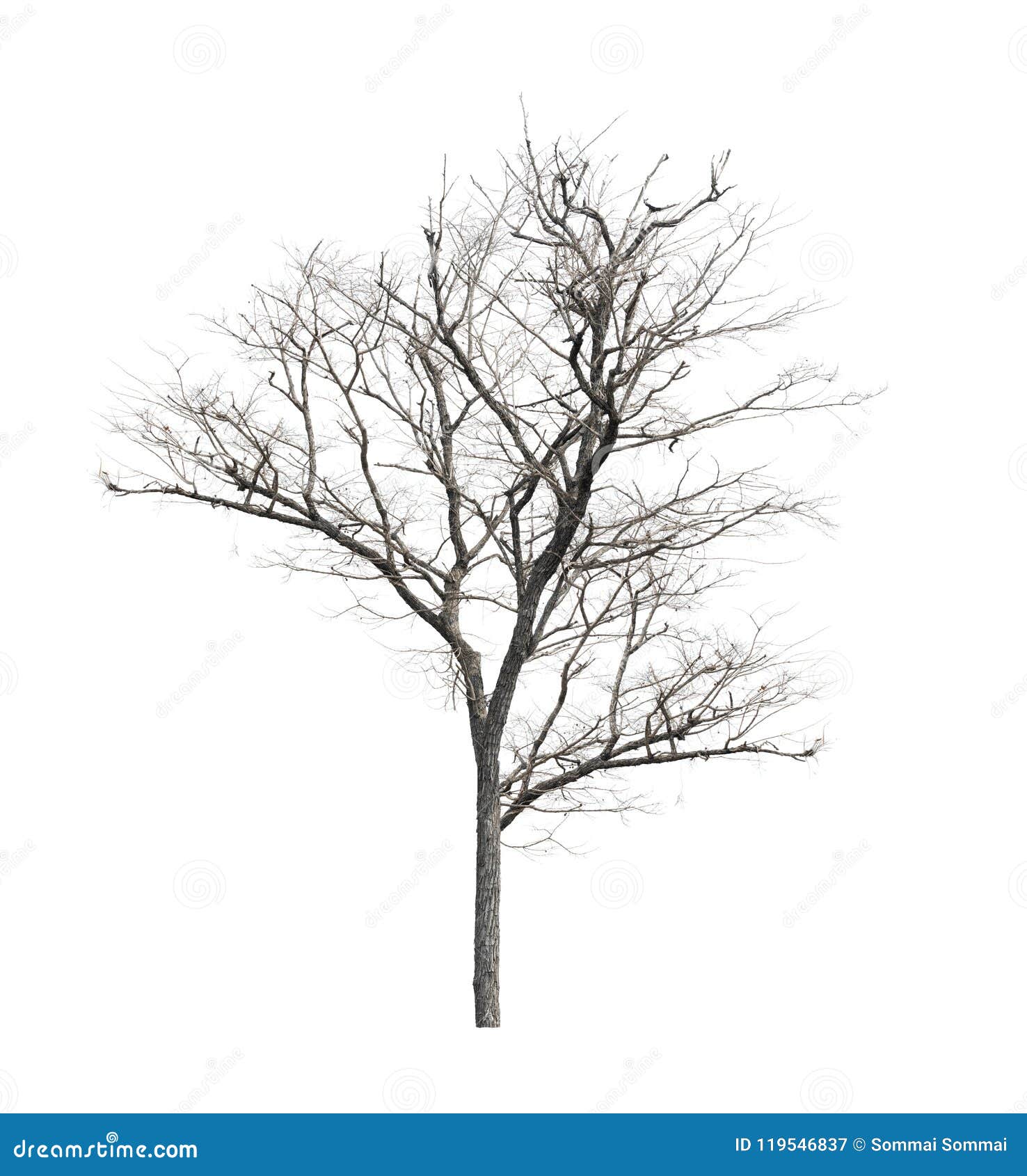 Dead Tree with No Leaves on White Background Stock Image - Image of ...