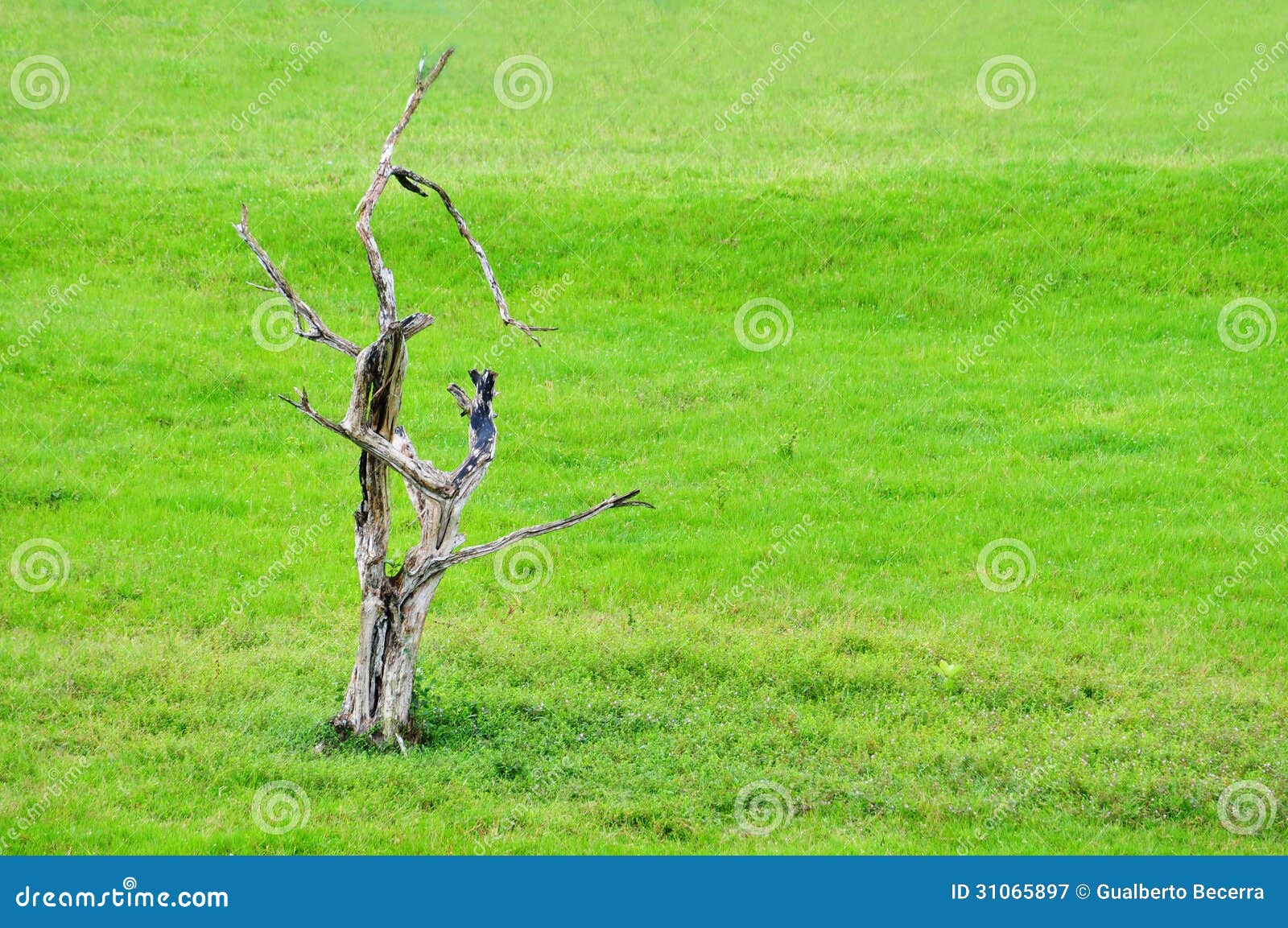 Dead tree stock image. Image of lawn, beautiful, meadow - 31065897