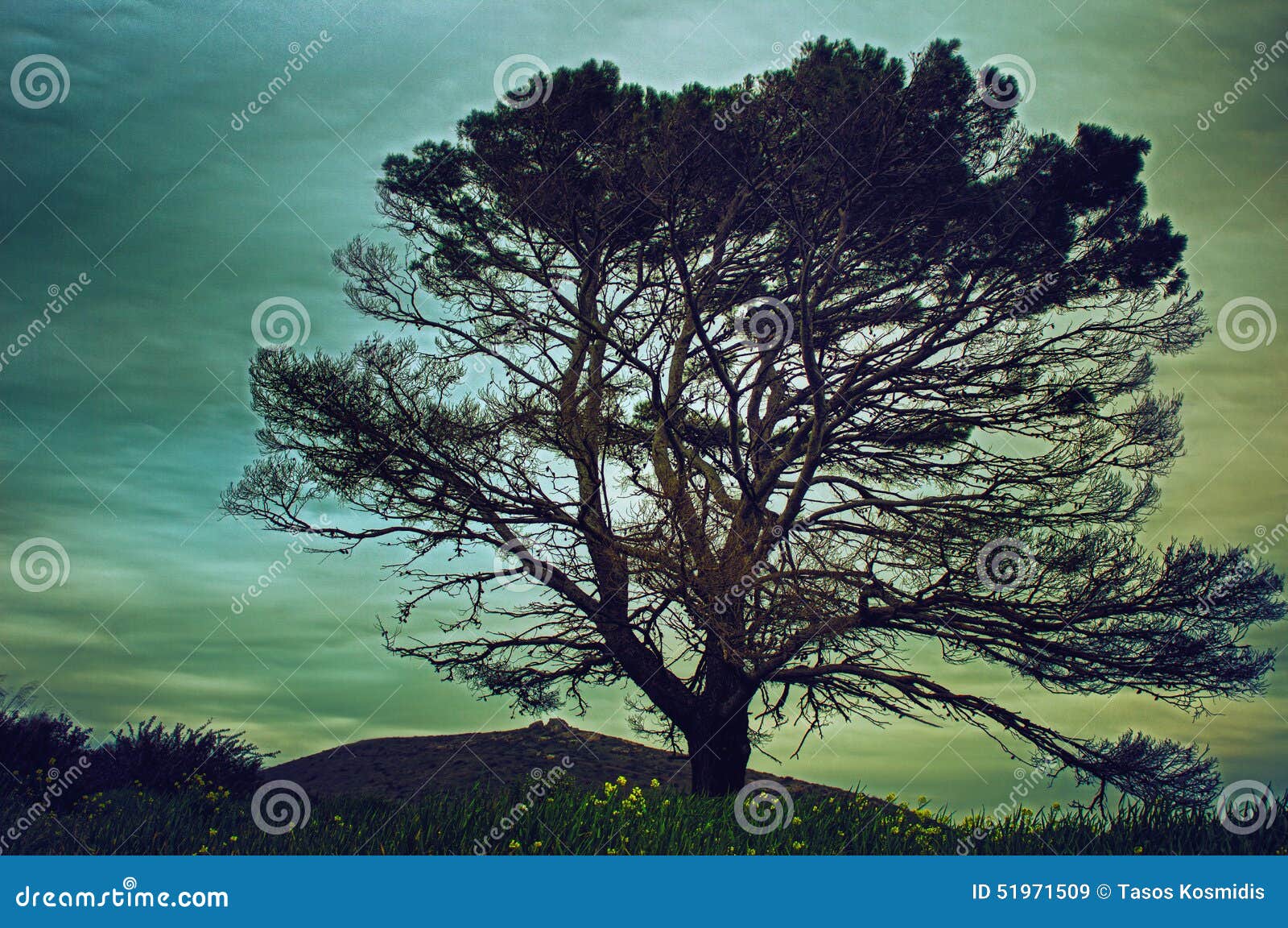 Almost dead tree stock image. Image of branches, mountains - 51971509