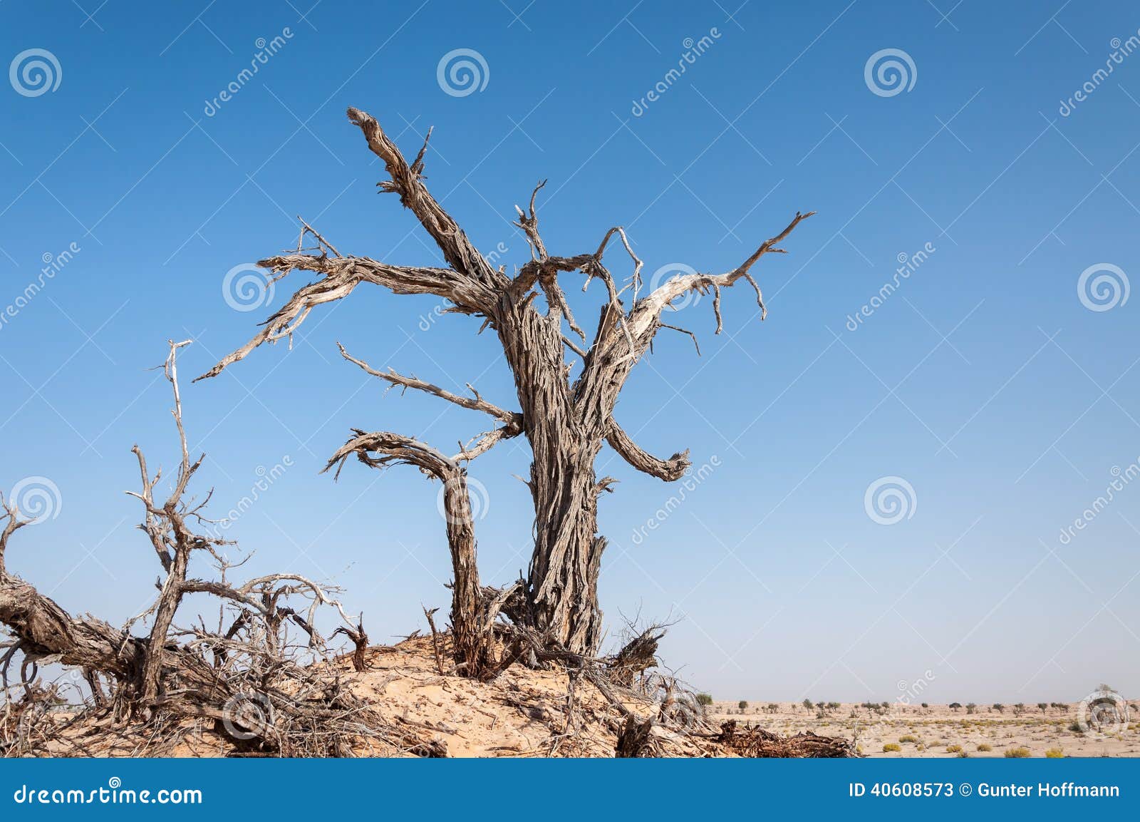 Dead Tree in Oman Desert (Oman) Stock Image - Image of dune, arabian ...