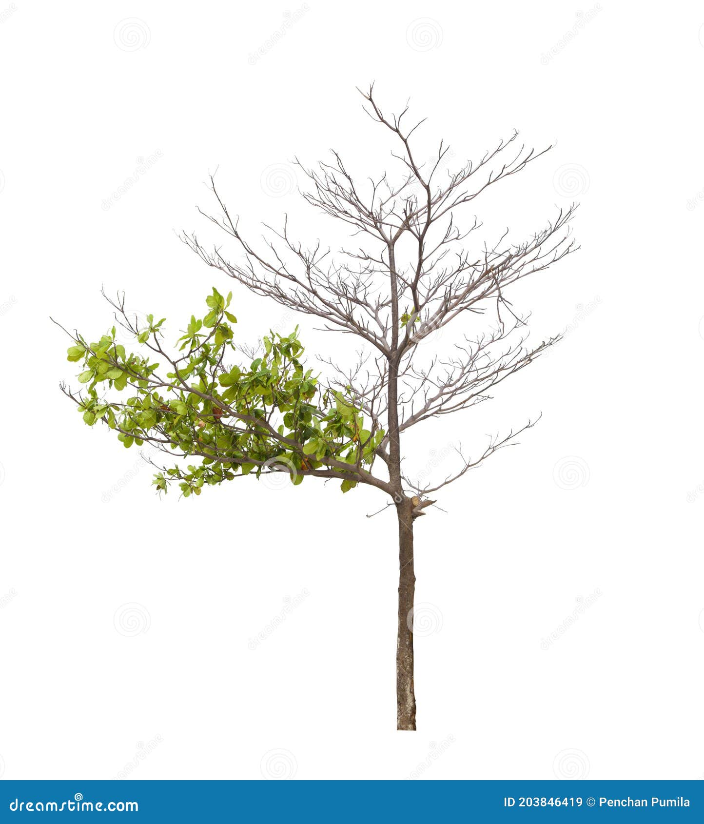 Dead Tree on One Side and Living Tree on the Different Side Stock Image ...