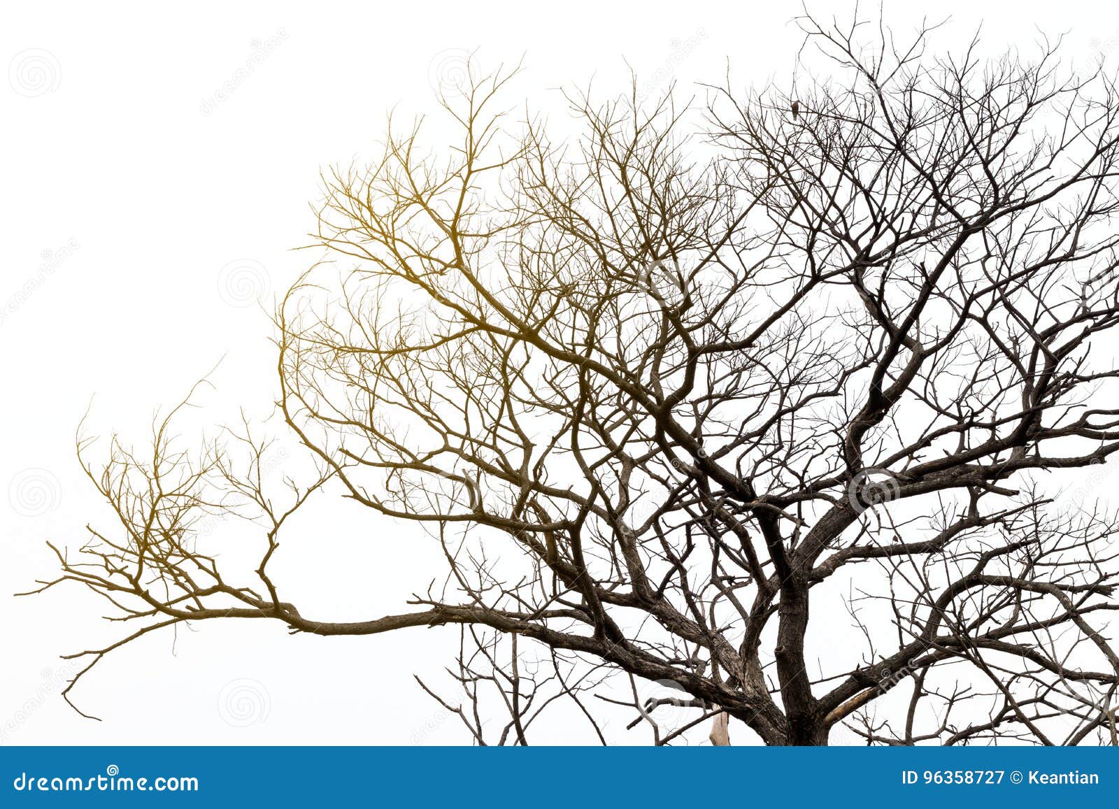Dead Tree with Orange Light. Stock Image - Image of park, season: 96358727