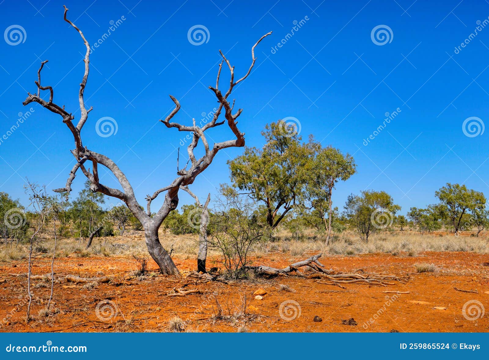 Dead Tree in the Outback of Queensland Australia Stock Photo - Image of ...