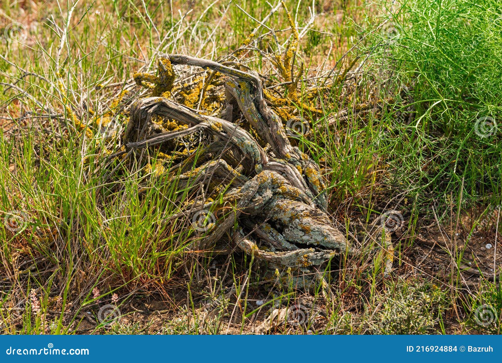 A Dead Tree is Overgrown with Moss Stock Photo - Image of brown, green ...