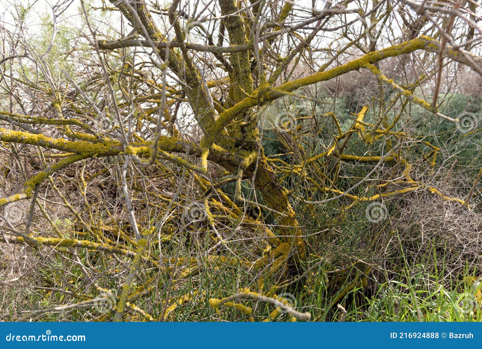 A Dead Tree is Overgrown with Moss Stock Photo - Image of mossy, branch ...