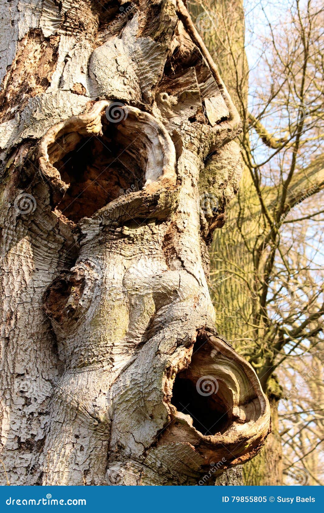 Dead tree in a park stock image. Image of tree, trees - 79855805