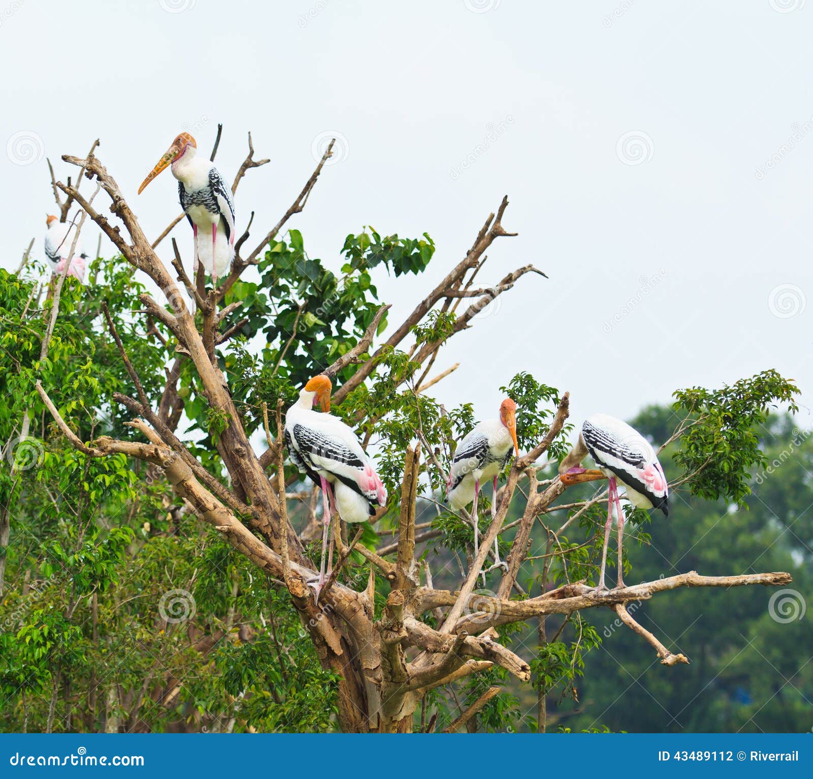 Dead tree and perican stock photo. Image of claw, life - 43489112