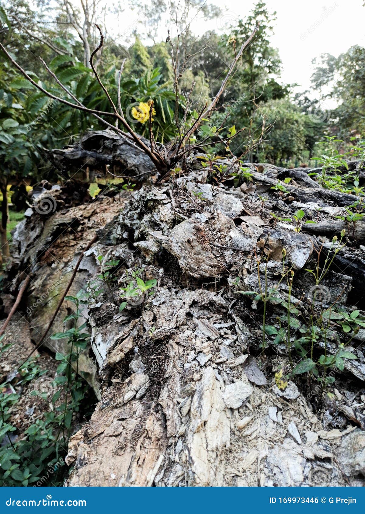 Dead Tree with Plants Growing on it Stock Photo - Image of plants ...
