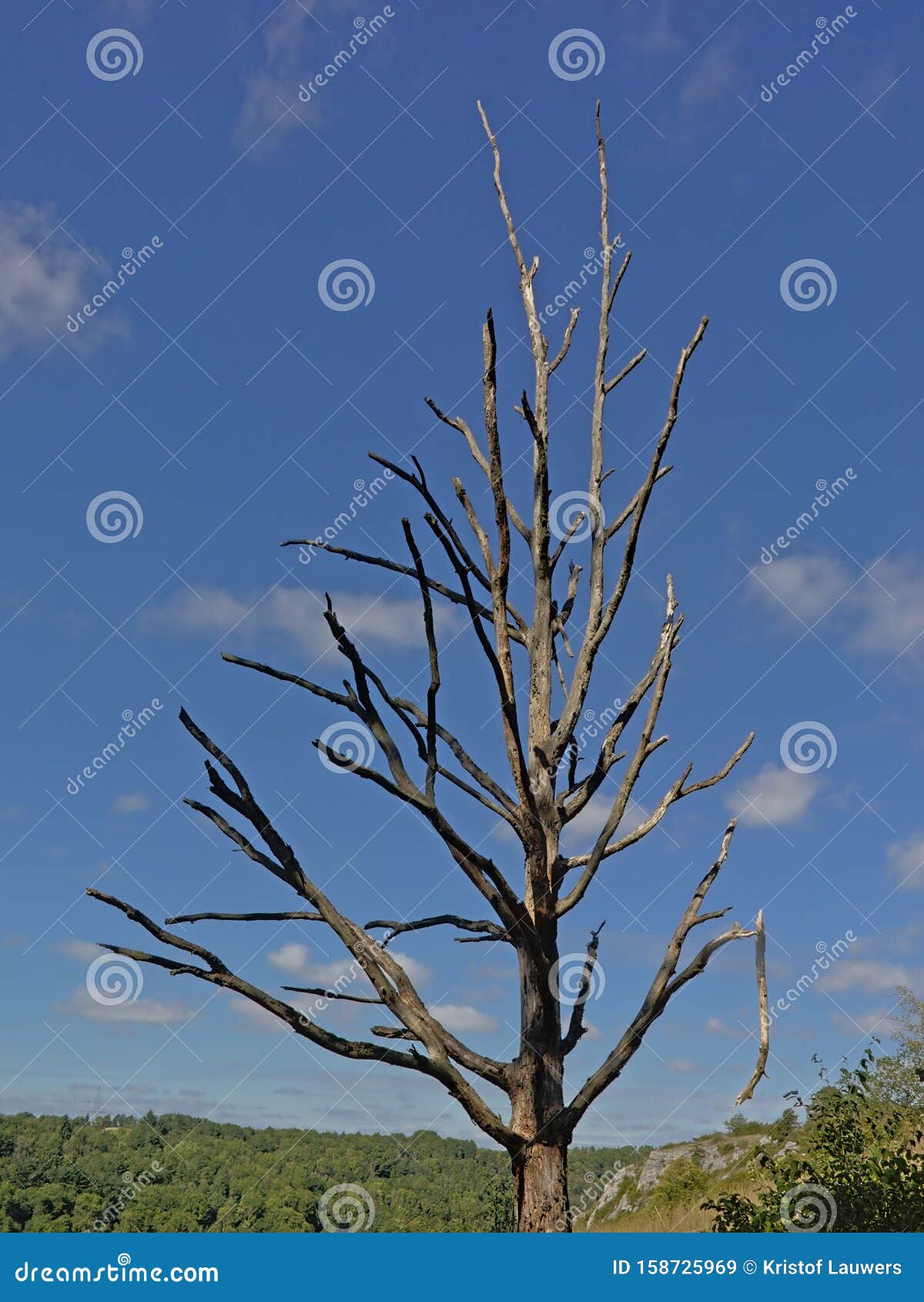 Dead Tree with Play of Light and Shadow Against a Blue Sky Stock Image ...