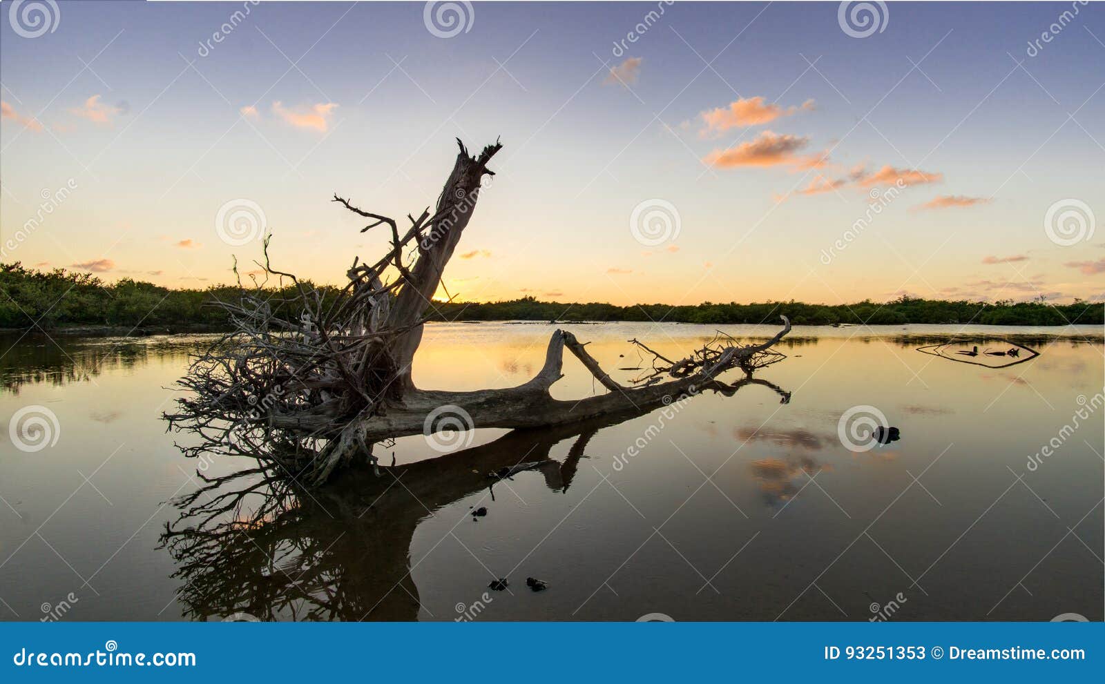 Dead Tree in Pond stock image. Image of sunset, pond - 93251353