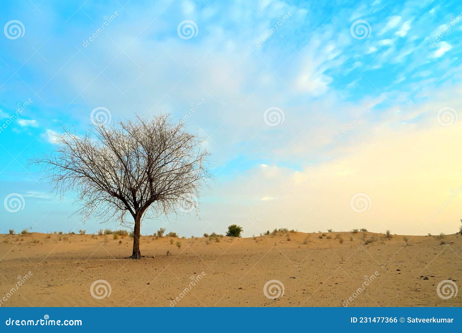 Dead Tree in the Rajasthan Desert with Copy Space Stock Photo - Image ...