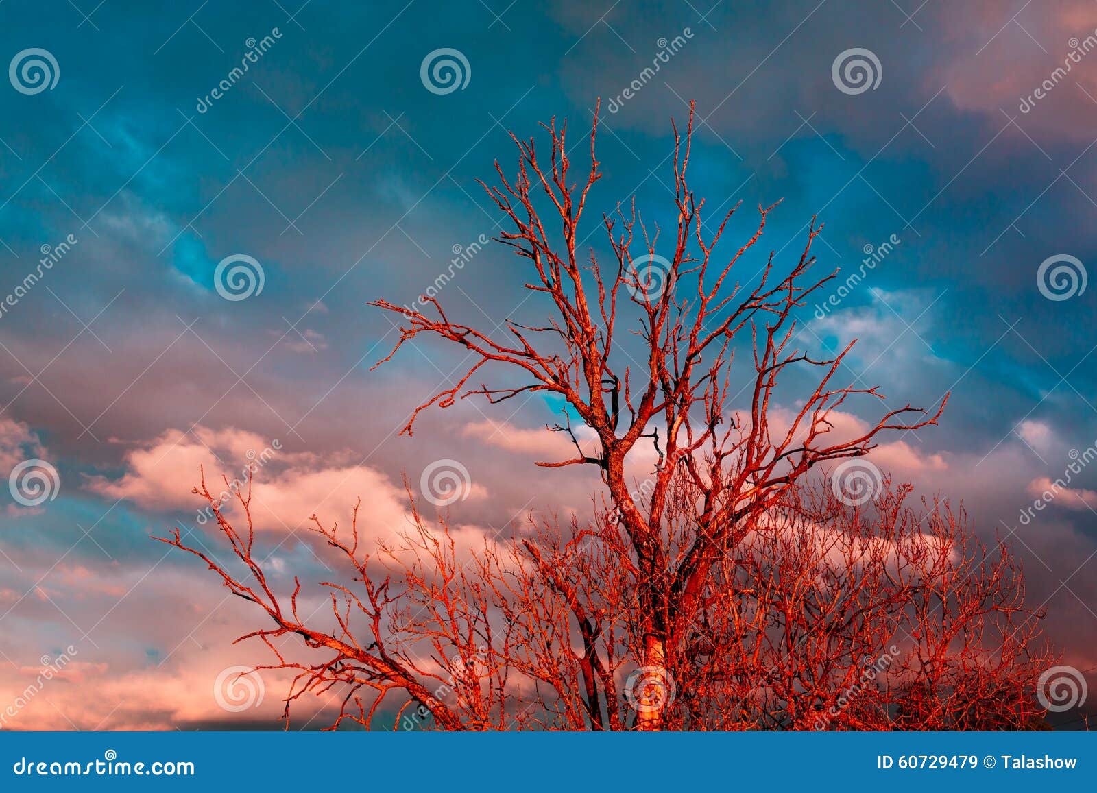 Dead tree red stock image. Image of climate, wild, landscape - 60729479