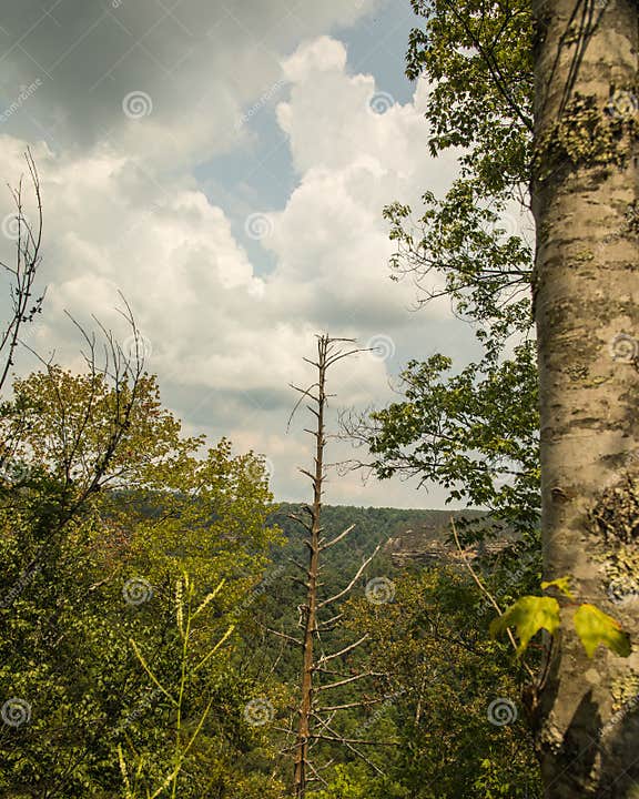 Dead Tree on Red River Gorge Bluff Stock Image - Image of mixwd ...