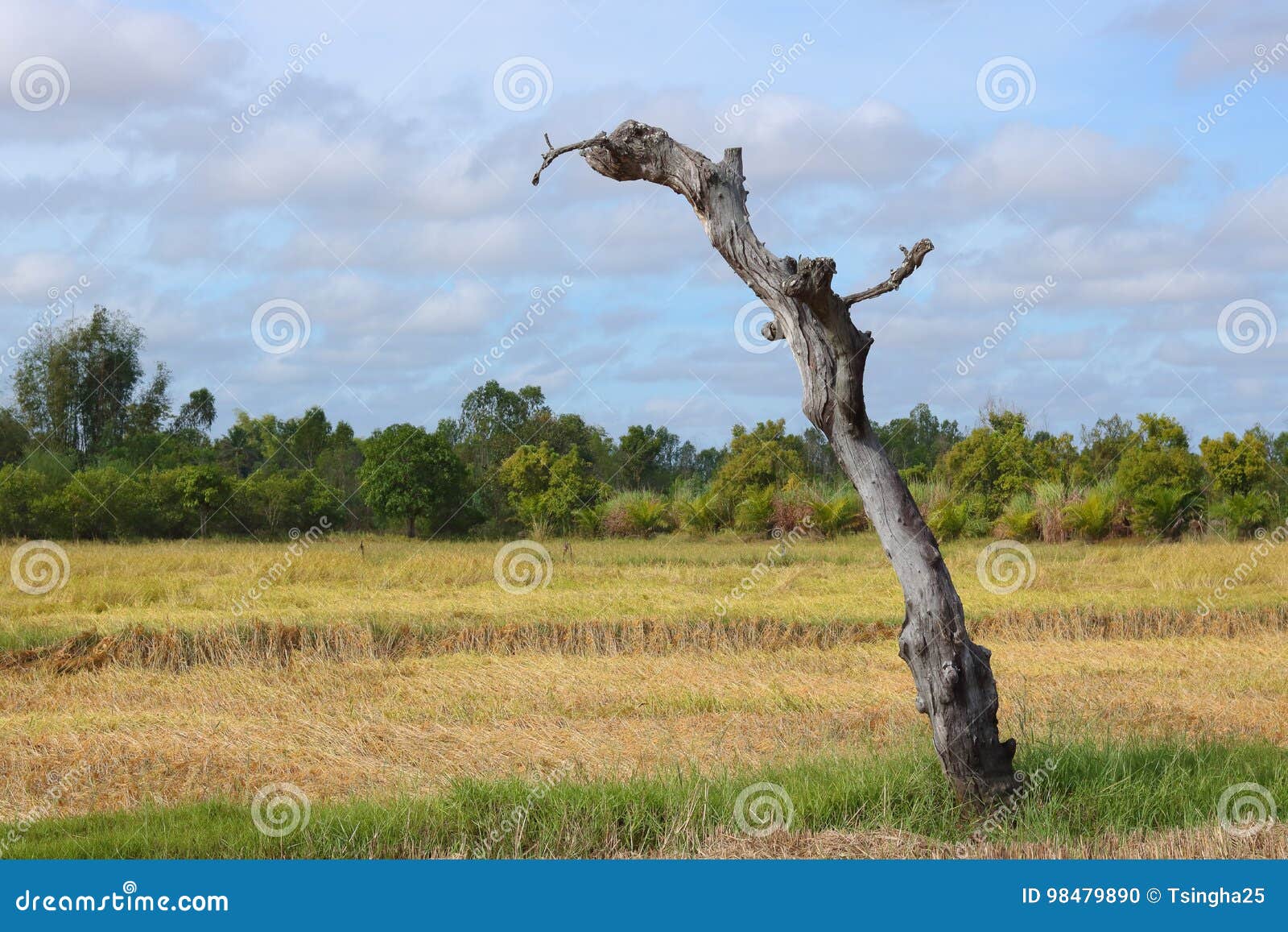 Dead tree stock photo. Image of country, paddy, dead - 98479890