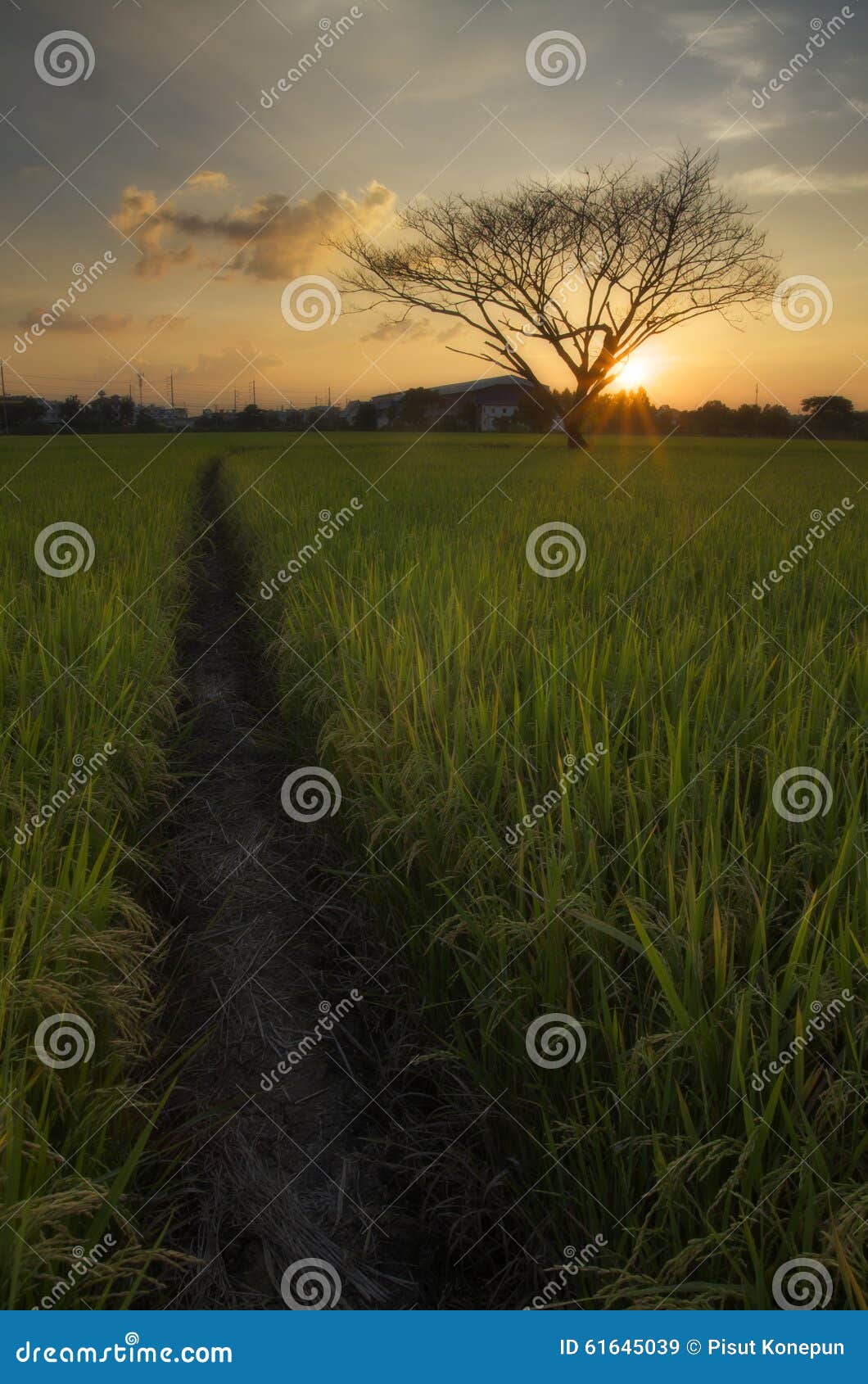 The Dead Tree in Rice Field Stock Image - Image of beautiful, nature ...