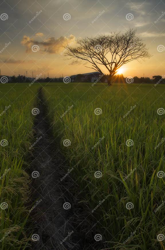 The Dead Tree in Rice Field Stock Image - Image of beautiful, nature ...