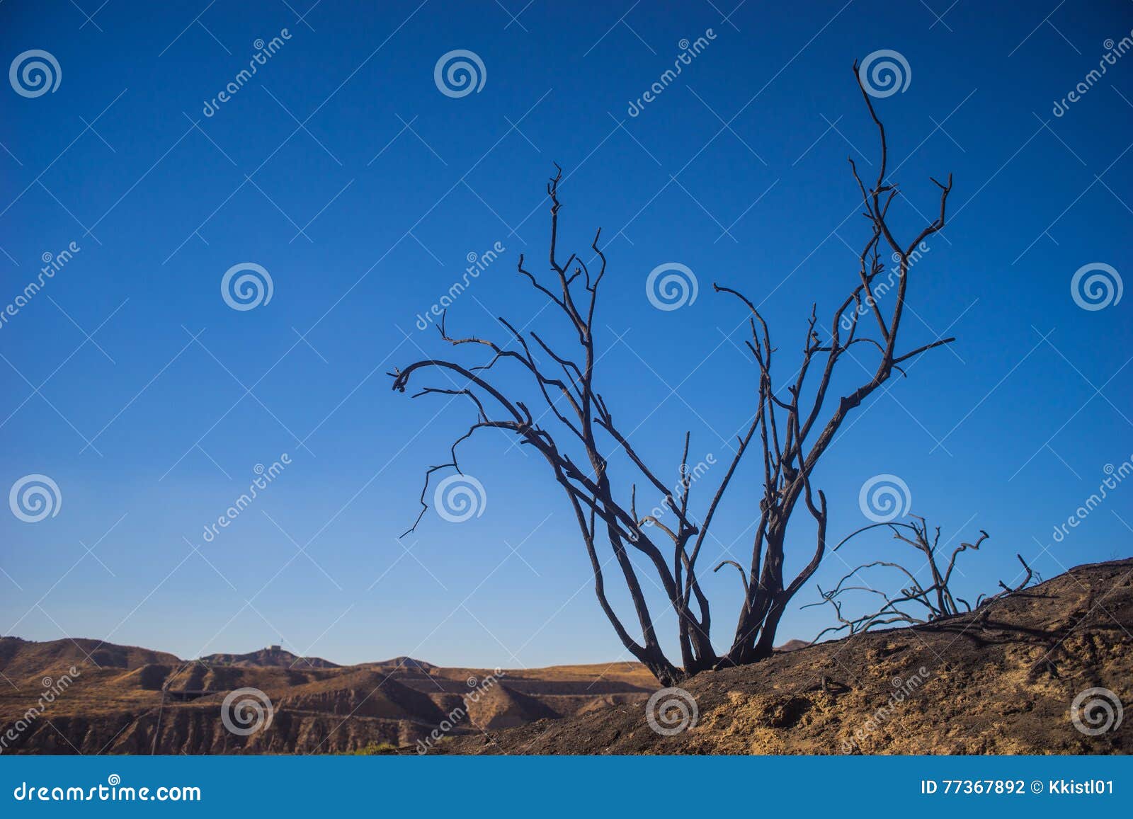 Dead Tree on Ridge stock photo. Image of county, savanna - 77367892