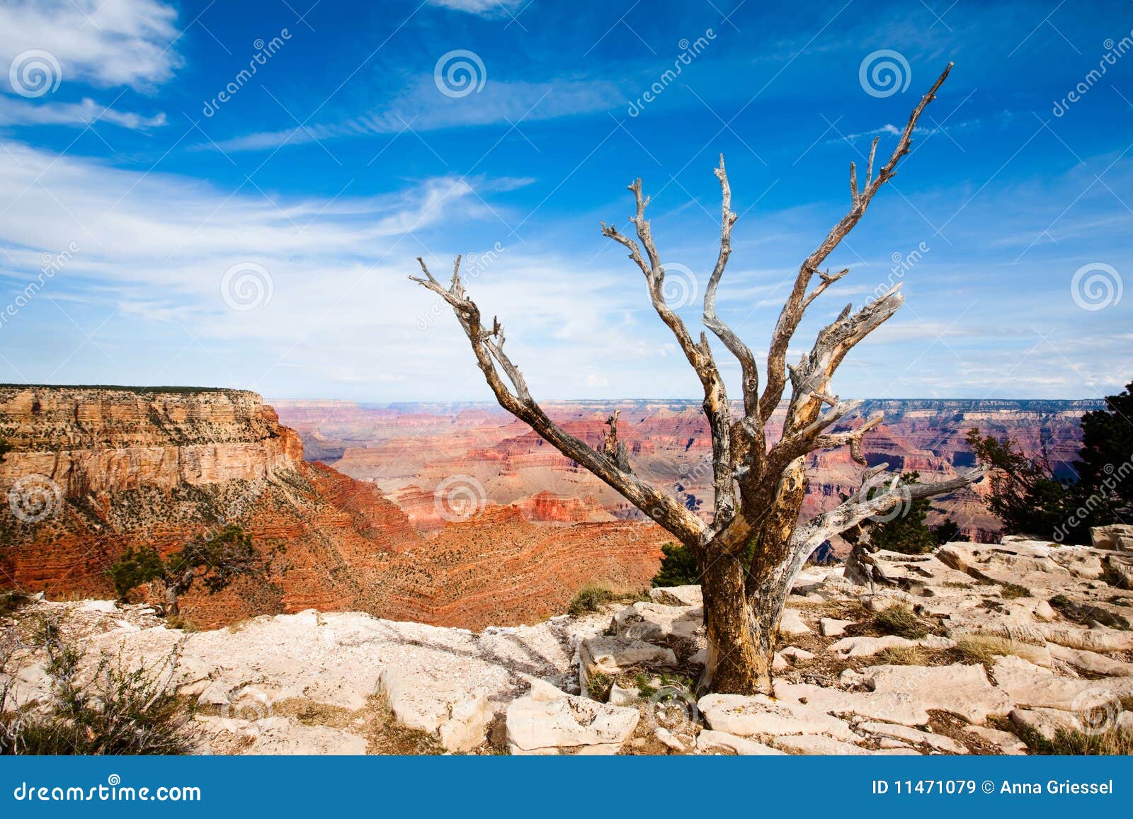 Dead Tree at the Rim of the Grand Canyon Stock Image - Image of ...