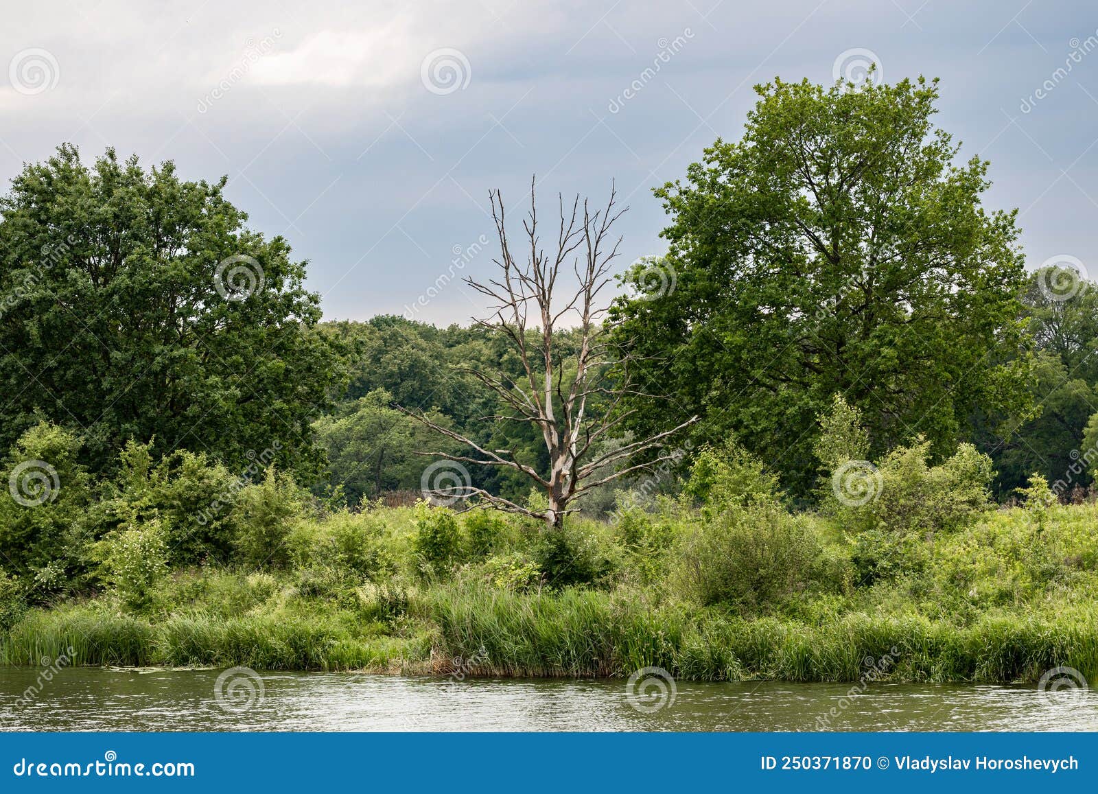 Dead Tree on the River Bank, Withered Tree Stock Photo - Image of wood ...