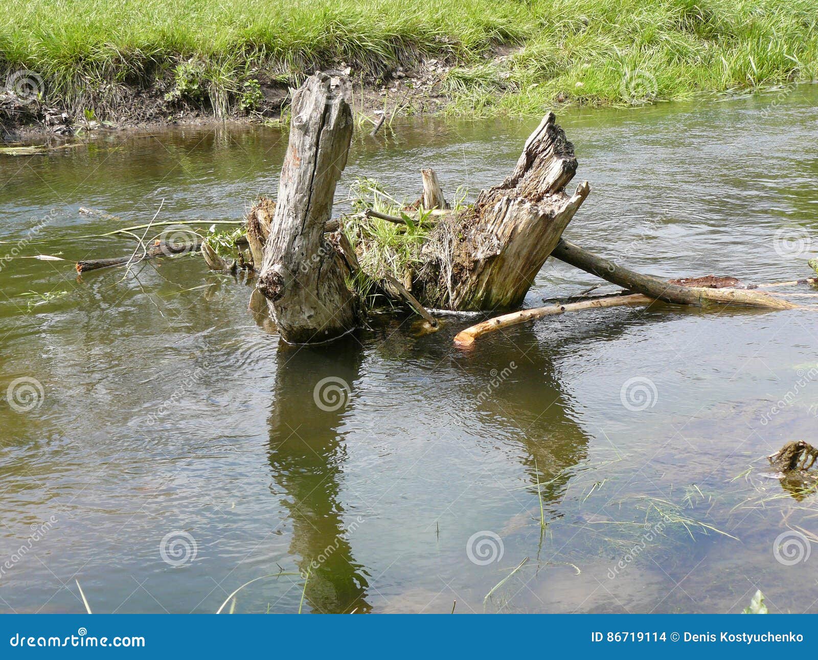 Dead tree in the river stock photo. Image of time, photographed - 86719114