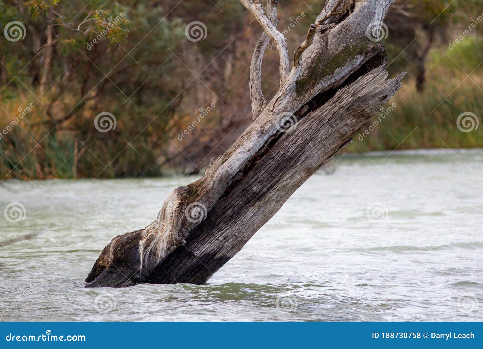A Dead Tree in the River Murray at Cobdogla South Australia on 22nd ...
