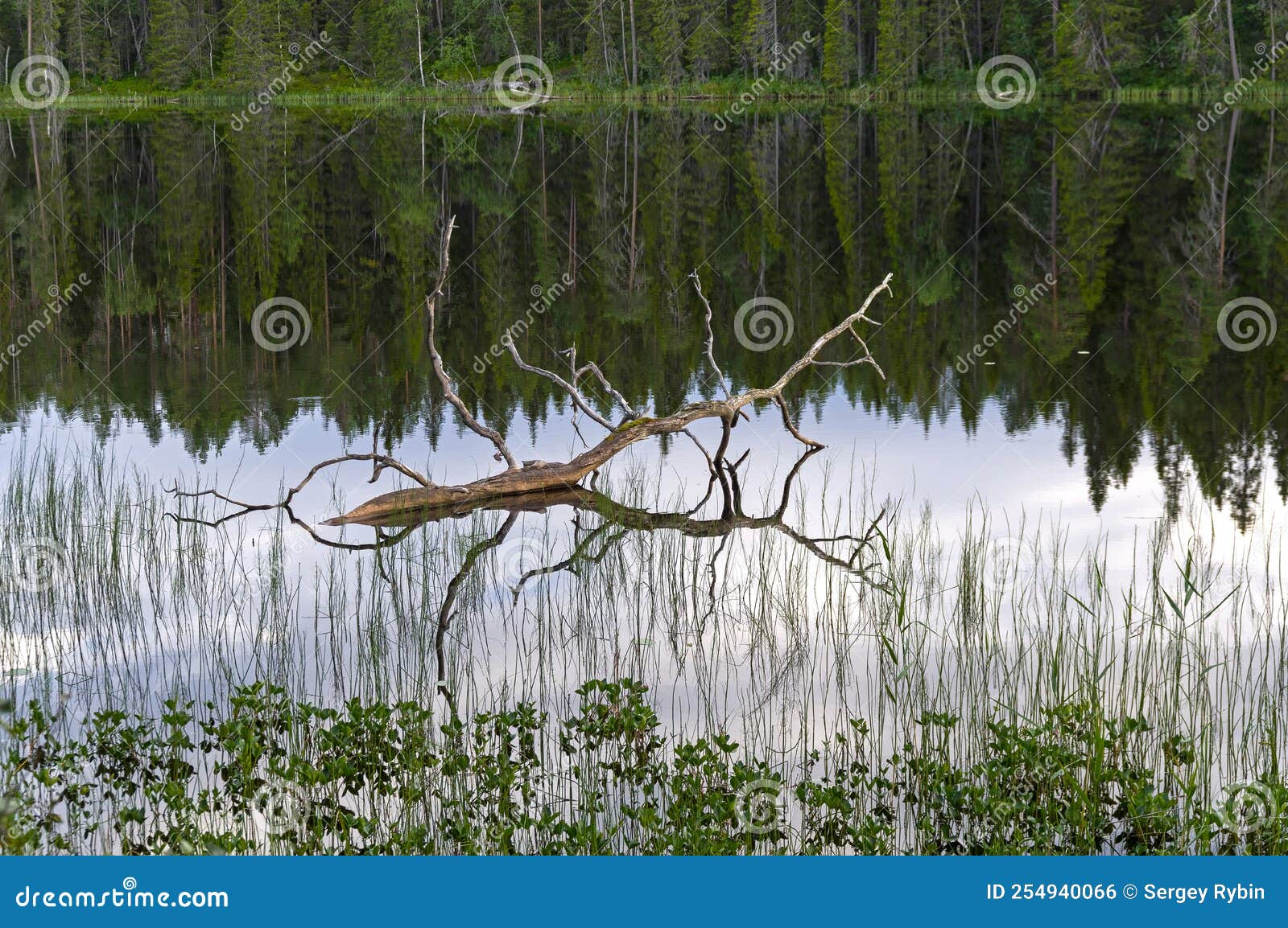 Dead tree in the river stock photo. Image of coast, pista - 254940066