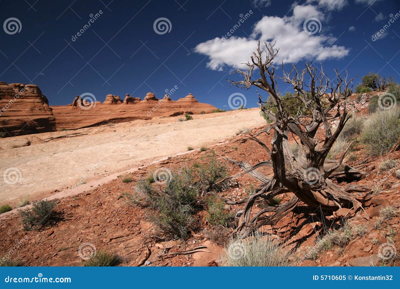 Dead Tree and Rocks, Arches National Park, USA Stock Image - Image of ...