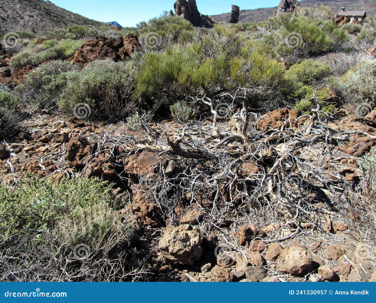 Dead tree on the rocks stock image. Image of mountains - 241330957