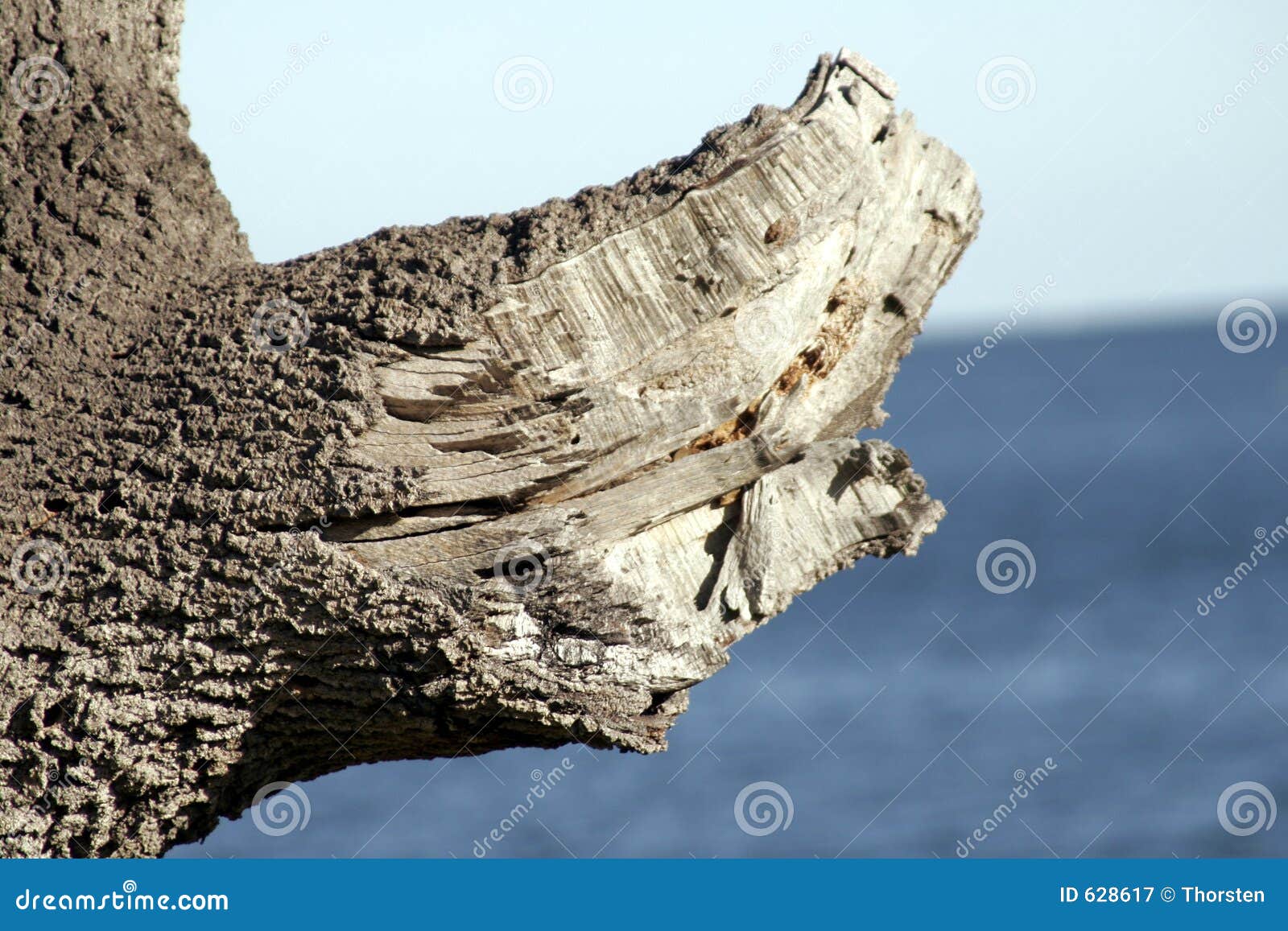 Dead Tree Root stock image. Image of tree, branch, aged - 628617