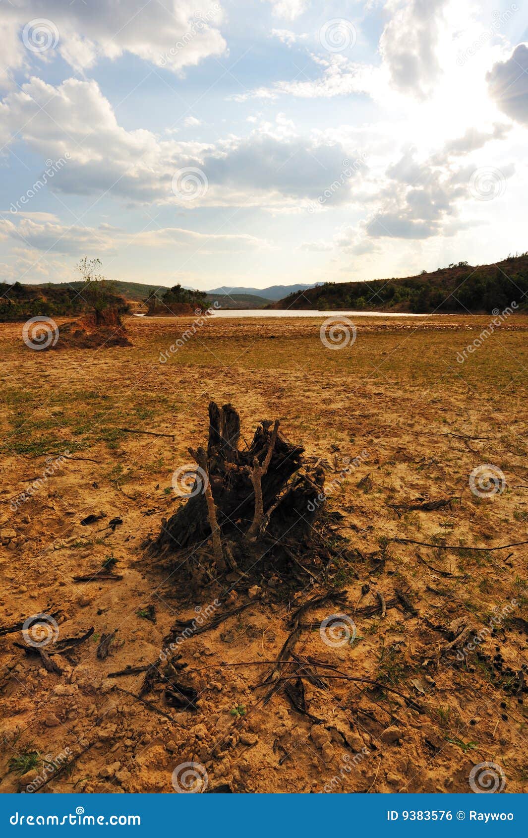 Dead Tree Root on Dried Field Stock Photo - Image of outdoor, root: 9383576