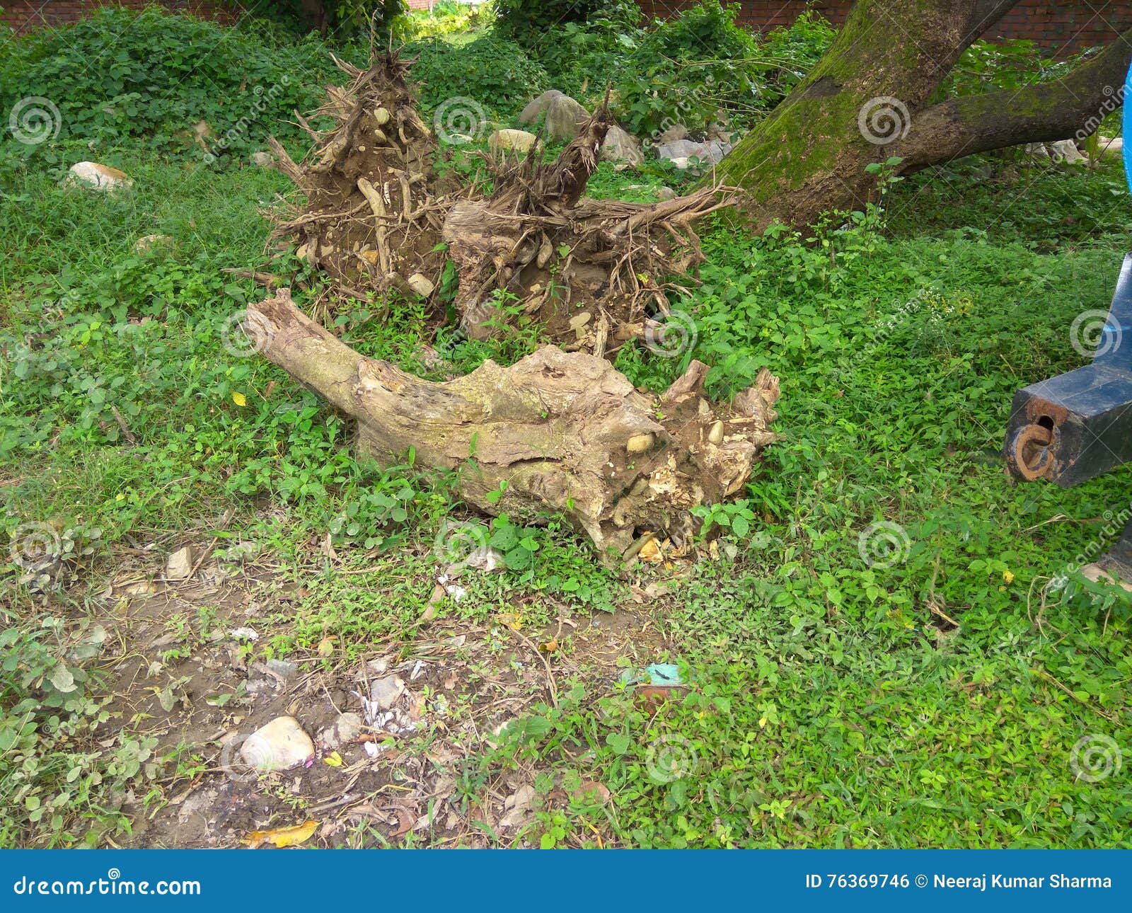 Dead tree root stock photo. Image of dead, tree, grass - 76369746
