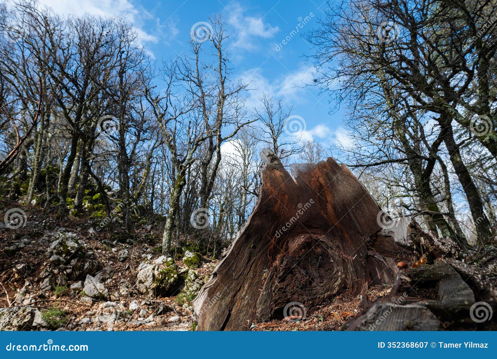 Dead Tree Root in Quercus Vulcanica Forest, Blue and Cloudy Sky ...